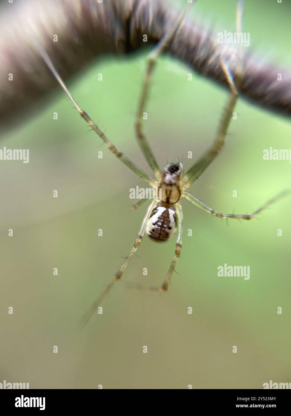 Common sheetweb spider (Linyphia triangularis) Arachnida Stock Photo ...