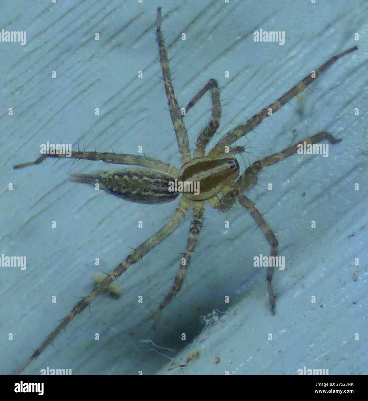 Grass Spiders (Agelenopsis) Arachnida Stock Photo - Alamy