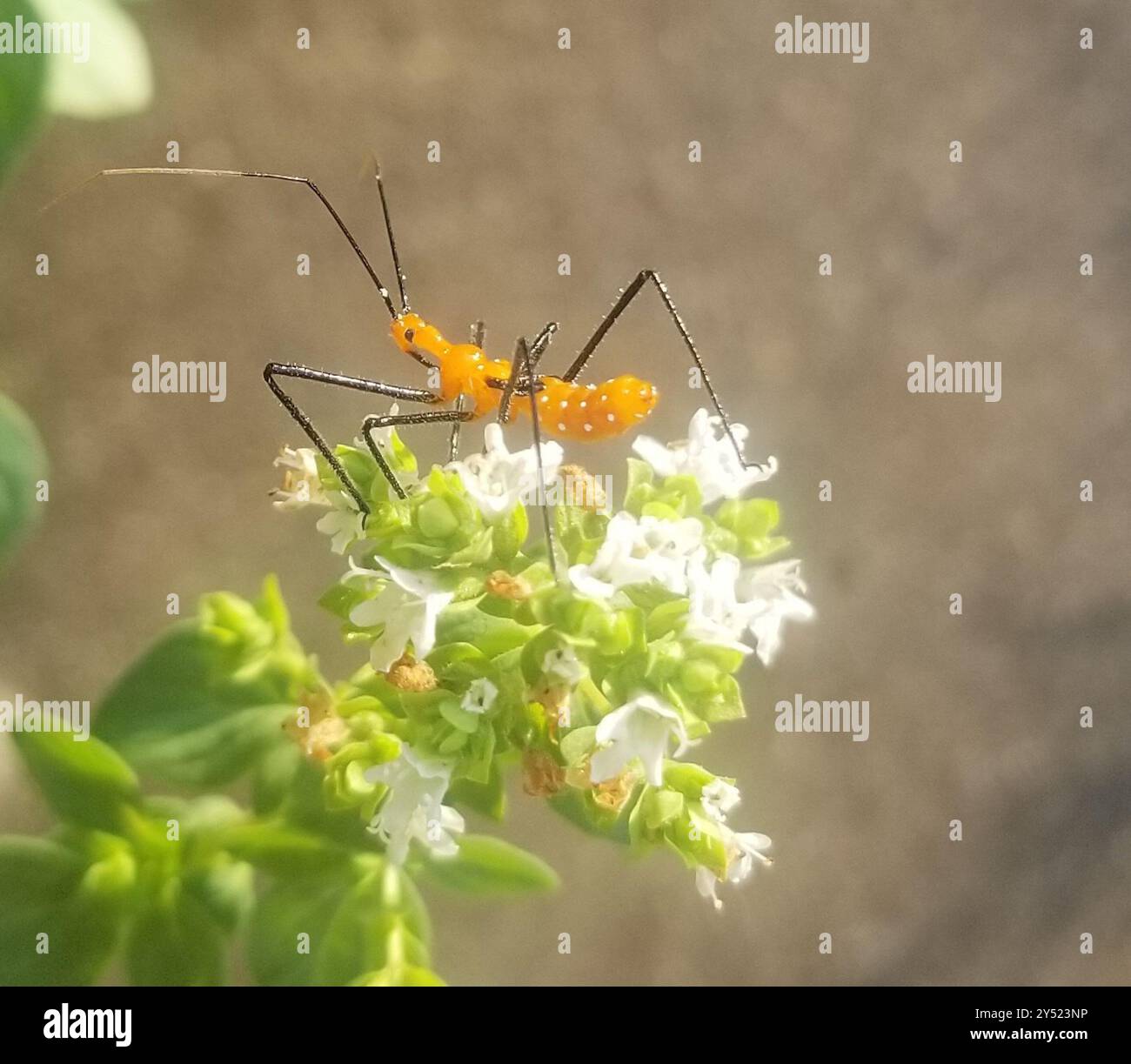 Milkweed Assassin Bug (Zelus longipes) Insecta Stock Photo - Alamy