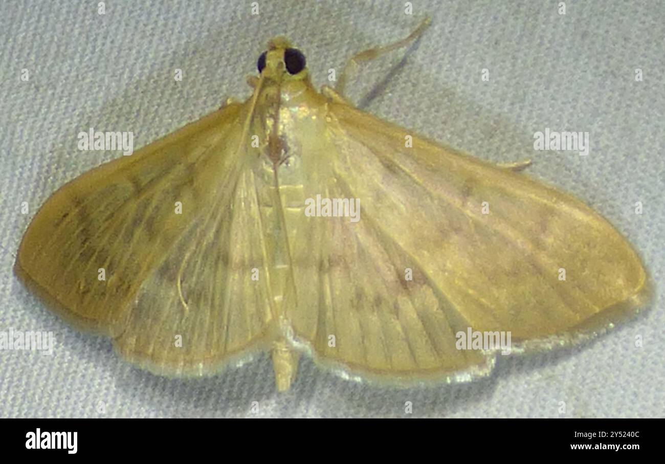 Pearl Moths (Spilomelinae) Insecta Stock Photo - Alamy