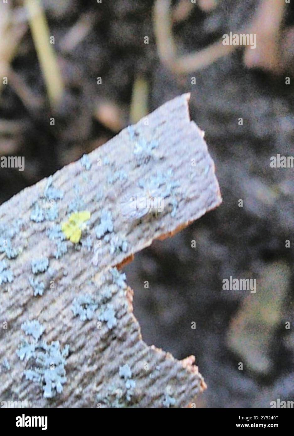 Eastern Sycamore Lace Bug (Corythucha ciliata) Insecta Stock Photo - Alamy