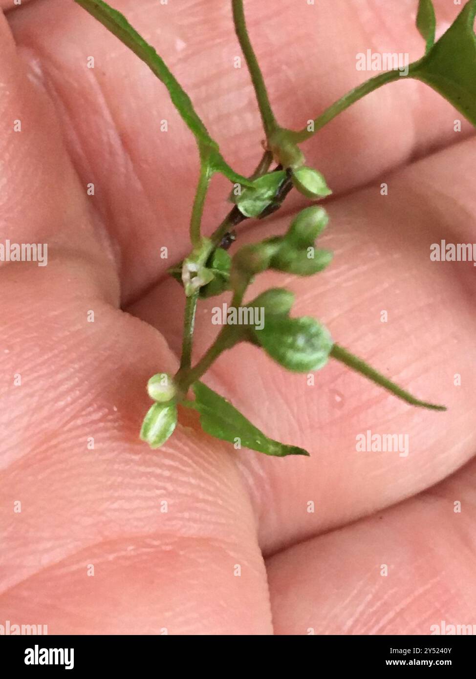 Copse-bindweed (Fallopia dumetorum) Plantae Stock Photo - Alamy