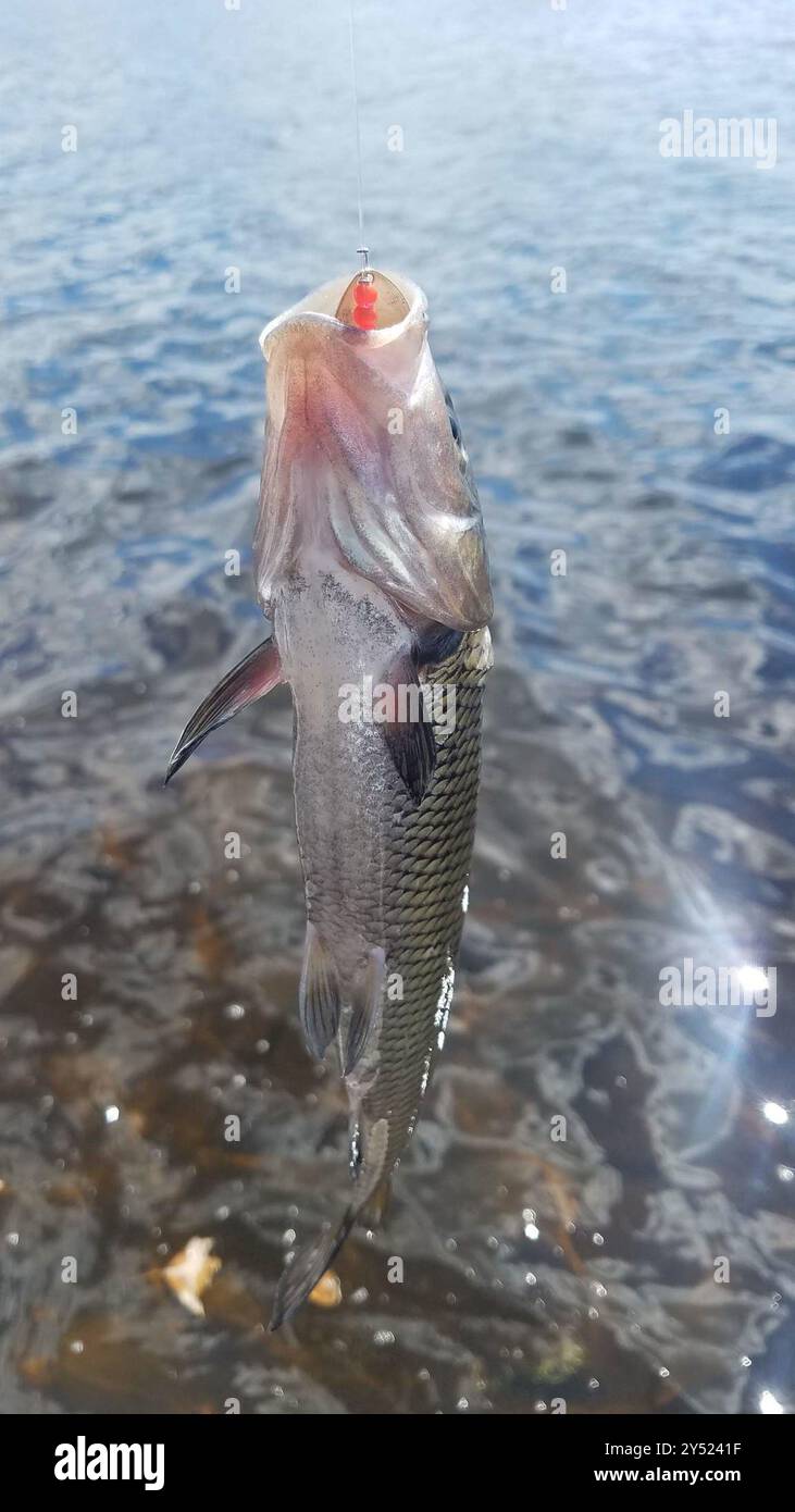 Fallfish (Semotilus corporalis) Actinopterygii Stock Photo - Alamy