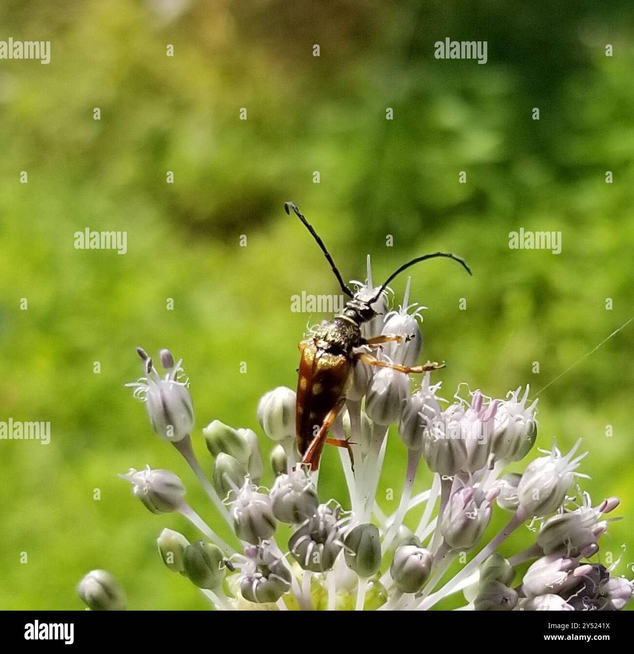 Banded Longhorn Beetle (Typocerus velutinus) Insecta Stock Photo - Alamy