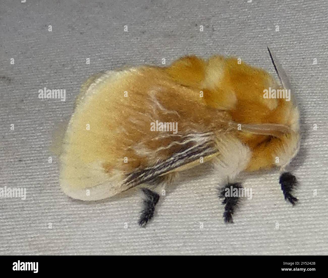 Southern Flannel Moth (Megalopyge opercularis) Insecta Stock Photo - Alamy