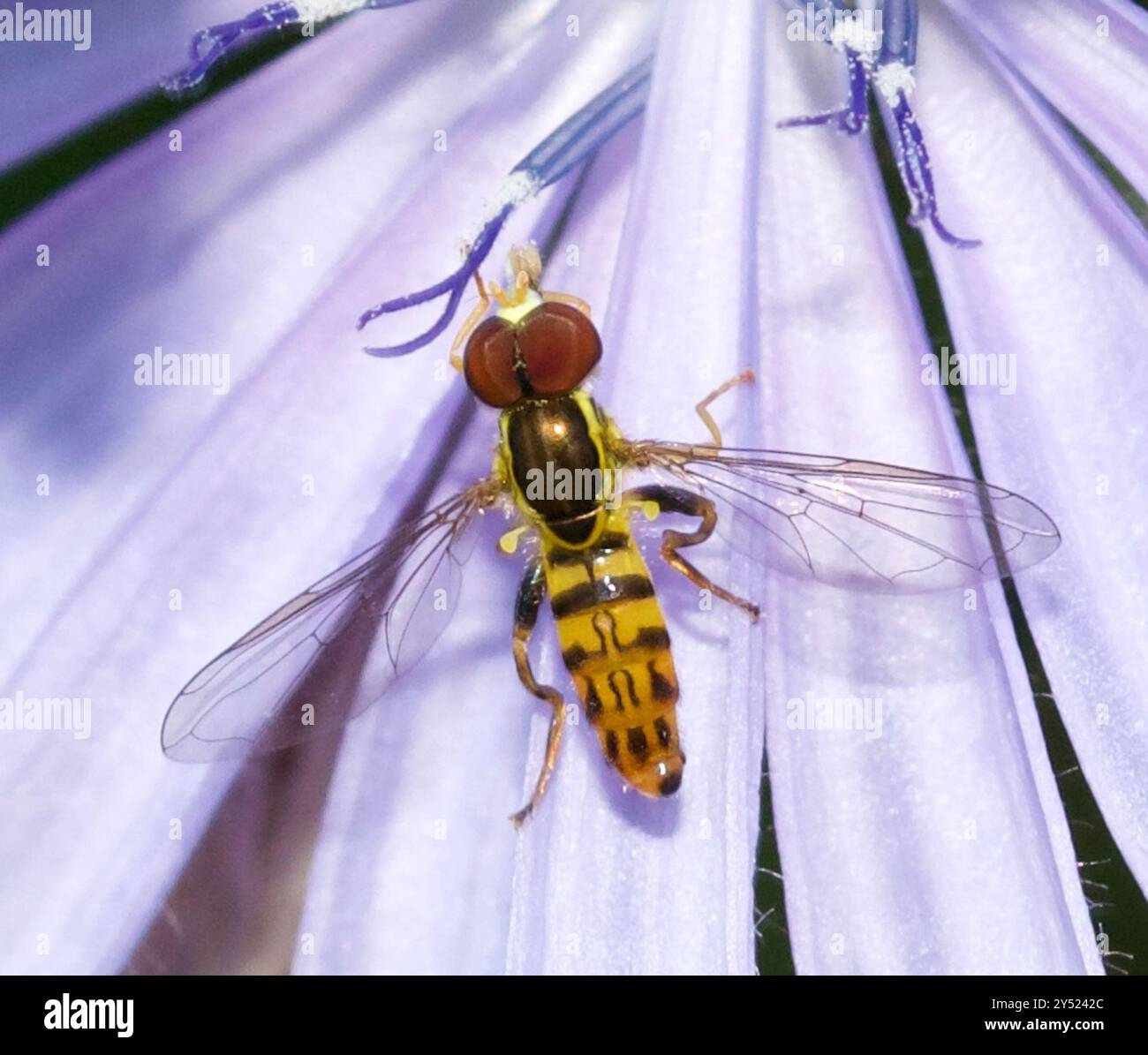 Eastern Calligrapher (Toxomerus geminatus) Insecta Stock Photo - Alamy