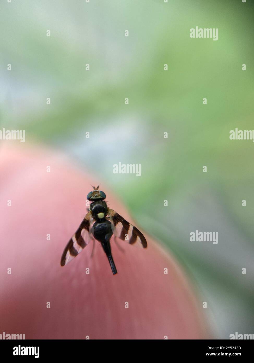 Four-barred Knapweed Gall Fly (Urophora quadrifasciata) Insecta Stock ...