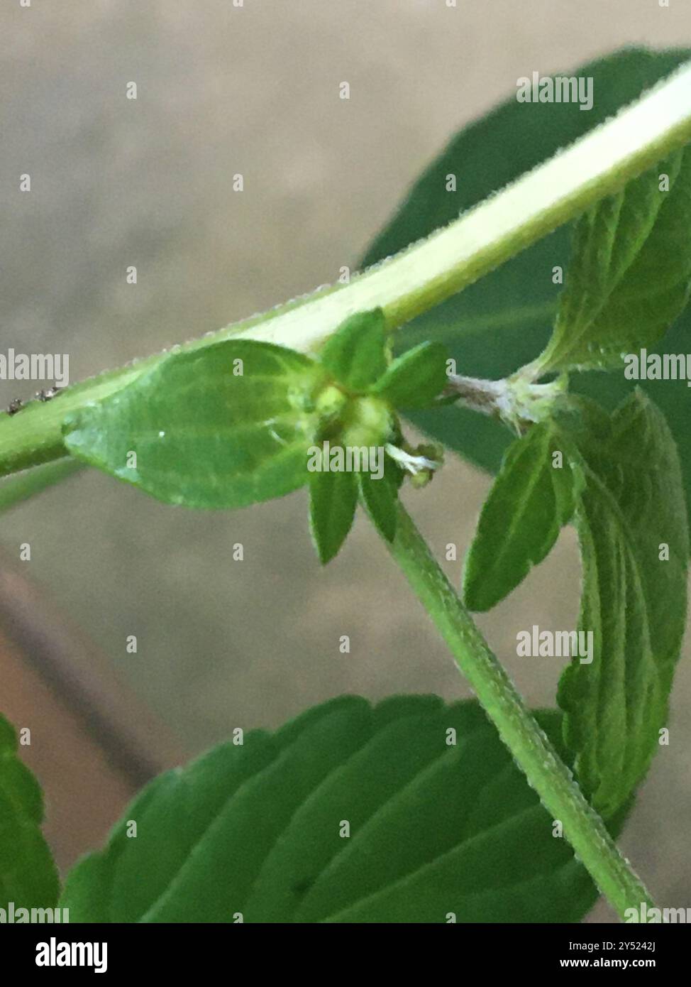 three-seeded mercuries (Acalypha) Plantae Stock Photo - Alamy
