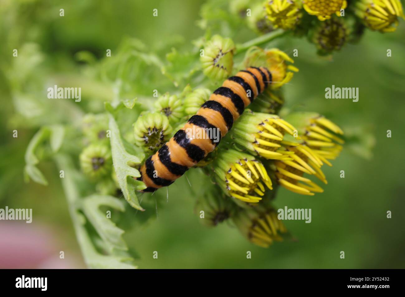 Cinnabar moth (Tyria jacobaeae) Insecta Stock Photo - Alamy