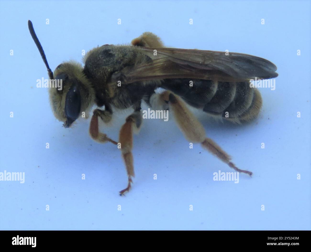 Prunus Miner Bee (Andrena prunorum) Insecta Stock Photo - Alamy