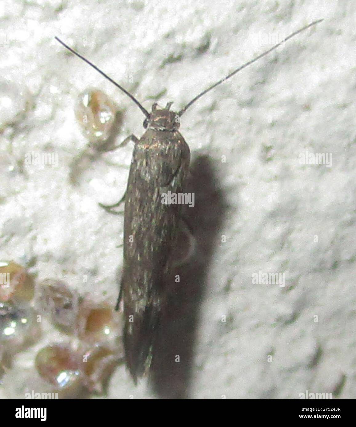 Twirler Moths (Gelechiidae) Insecta Stock Photo - Alamy