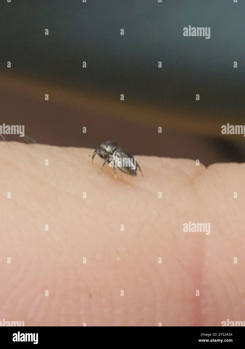 Leaf-beetle Jumping Spiders (Sassacus) Arachnida Stock Photo - Alamy