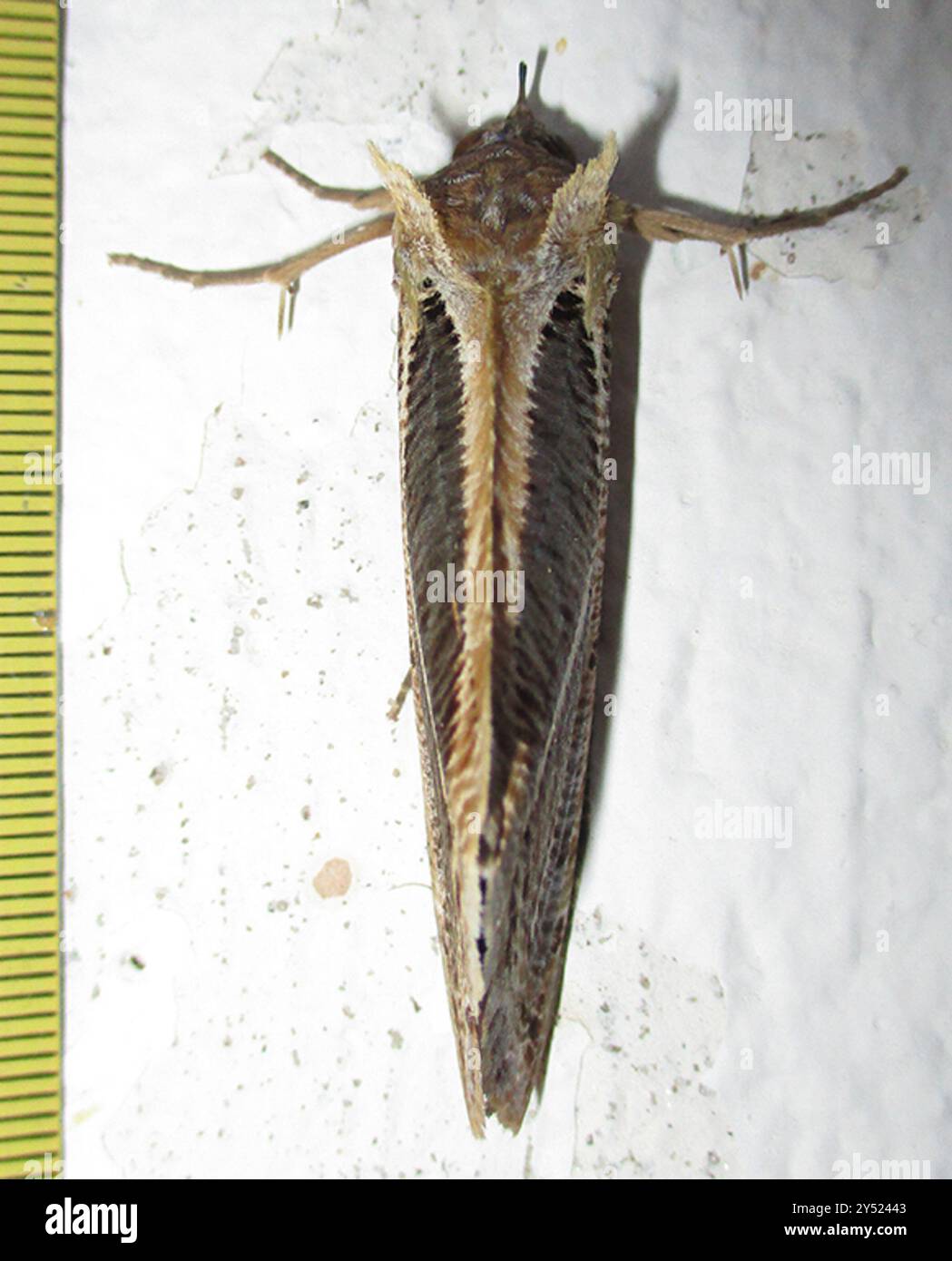 Dot-underwing Moth (Eudocima materna) Insecta Stock Photo - Alamy