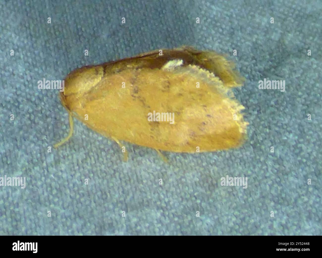 Red-eyed Button Slug Moth (Heterogenea shurtleffi) Insecta Stock Photo ...