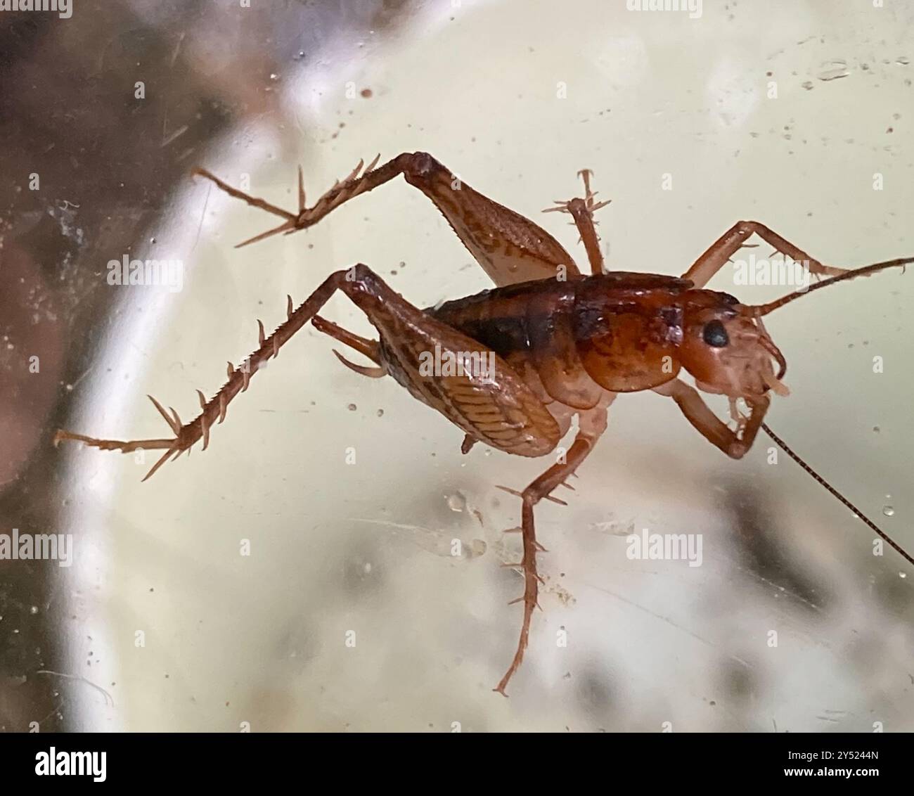 Camel Crickets, Cave Crickets, and Cave Wēta (Rhaphidophoridae) Insecta ...