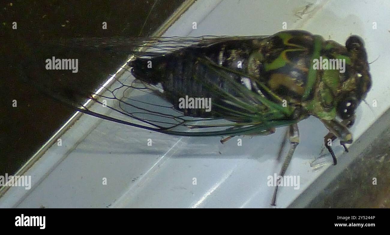 Linne's Cicada (Neotibicen linnei) Insecta Stock Photo - Alamy