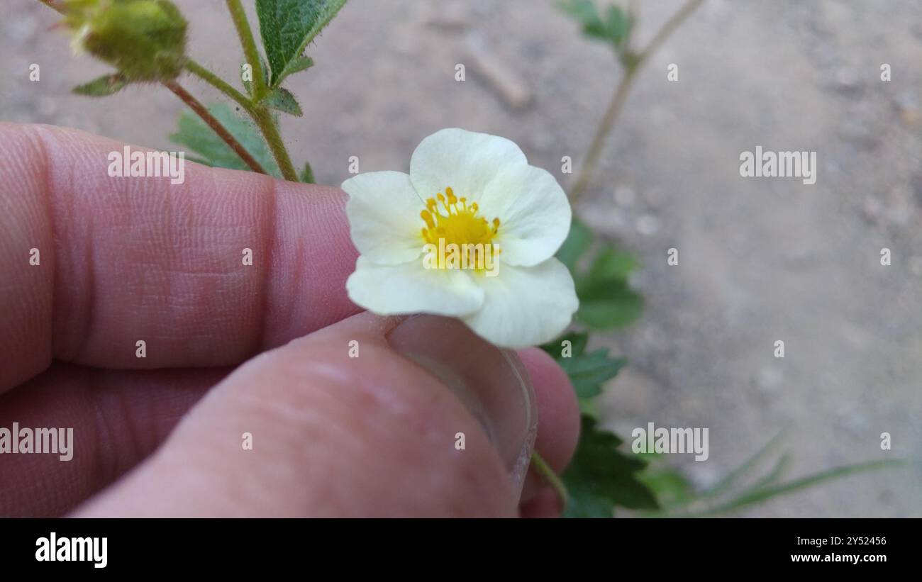 sticky cinquefoil (Drymocallis glandulosa) Plantae Stock Photo - Alamy