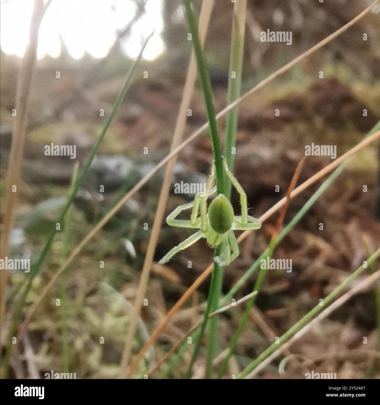 Green Huntsman Spider (Micrommata virescens) Arachnida Stock Photo - Alamy
