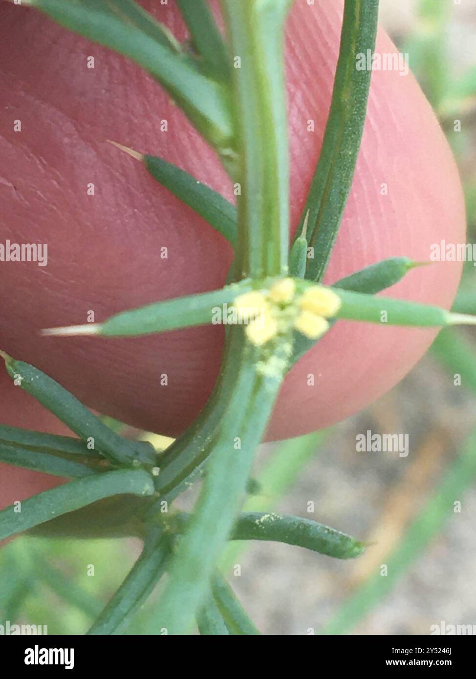 saltwort (Salsola kali) Plantae Stock Photo - Alamy