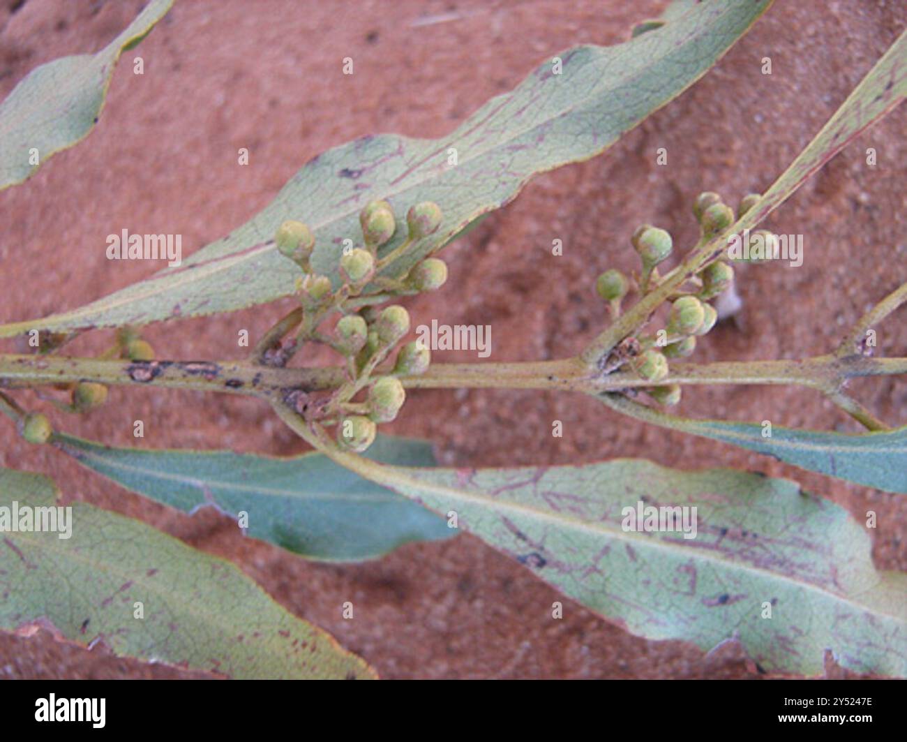 Magic Gwarrie (Euclea divinorum) Plantae Stock Photo - Alamy