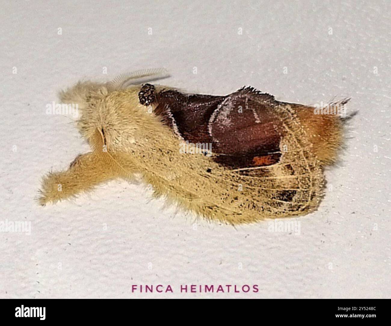 (Nesara amisena) Insecta Stock Photo - Alamy