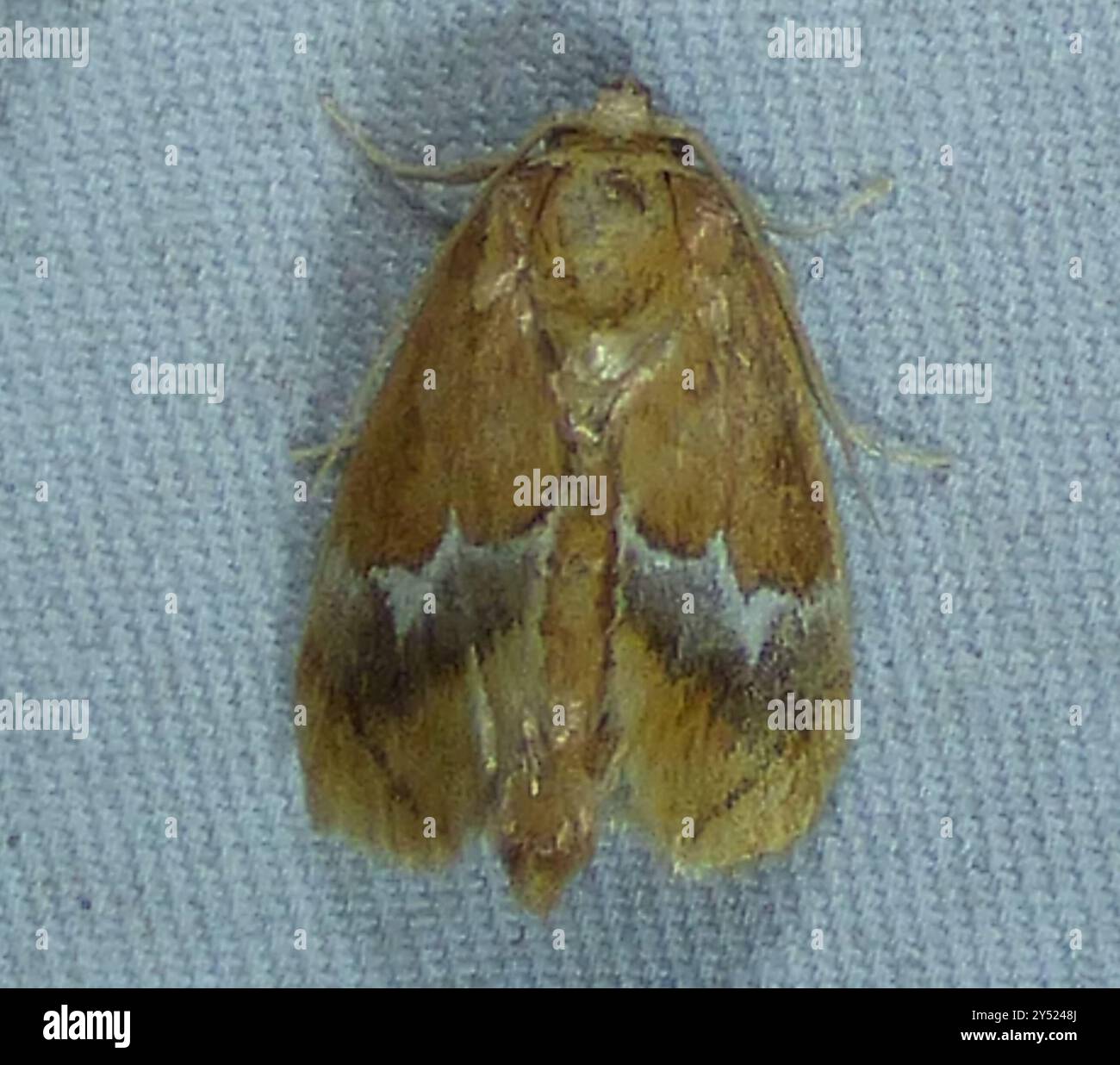 Yellow-shouldered Slug Moth (Lithacodes fasciola) Insecta Stock Photo ...