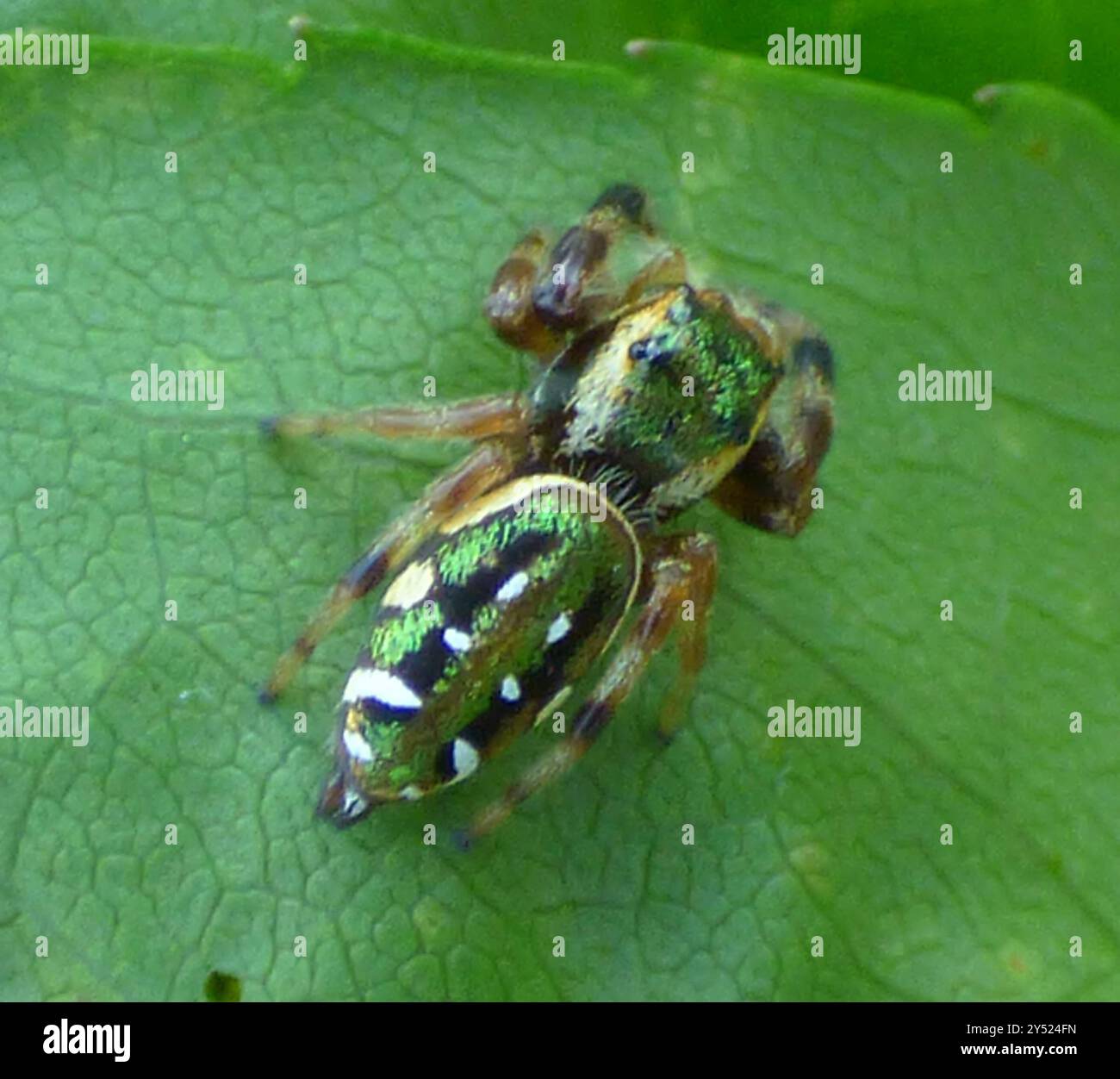 Golden Jumping Spider (Paraphidippus aurantius) Arachnida Stock Photo ...