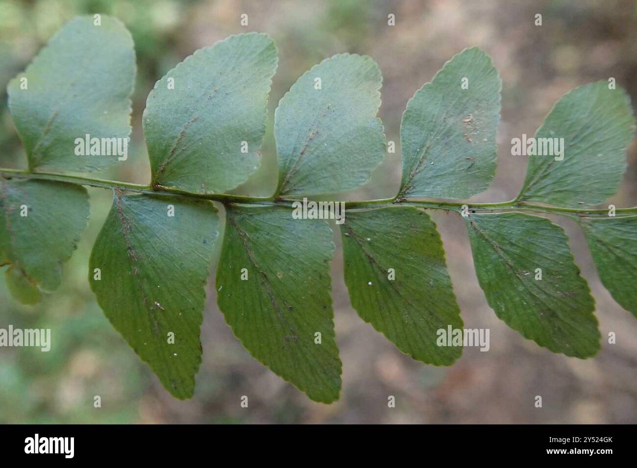 Drège's Flowering Fern (Anemia dregeana) Plantae Stock Photo - Alamy