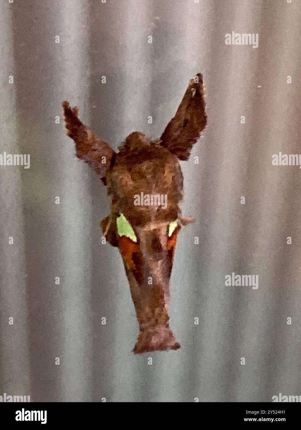 Spiny Oak-slug Moth (Euclea delphinii) Insecta Stock Photo - Alamy