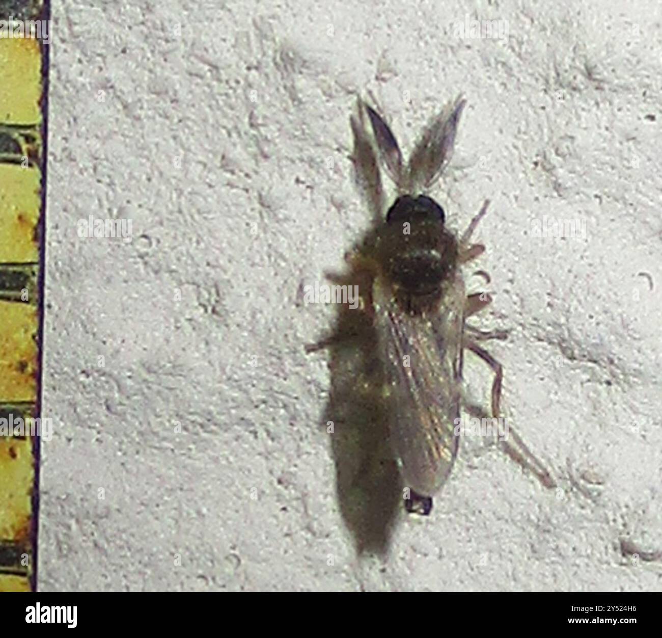 Biting Midges (Ceratopogonidae) Insecta Stock Photo - Alamy
