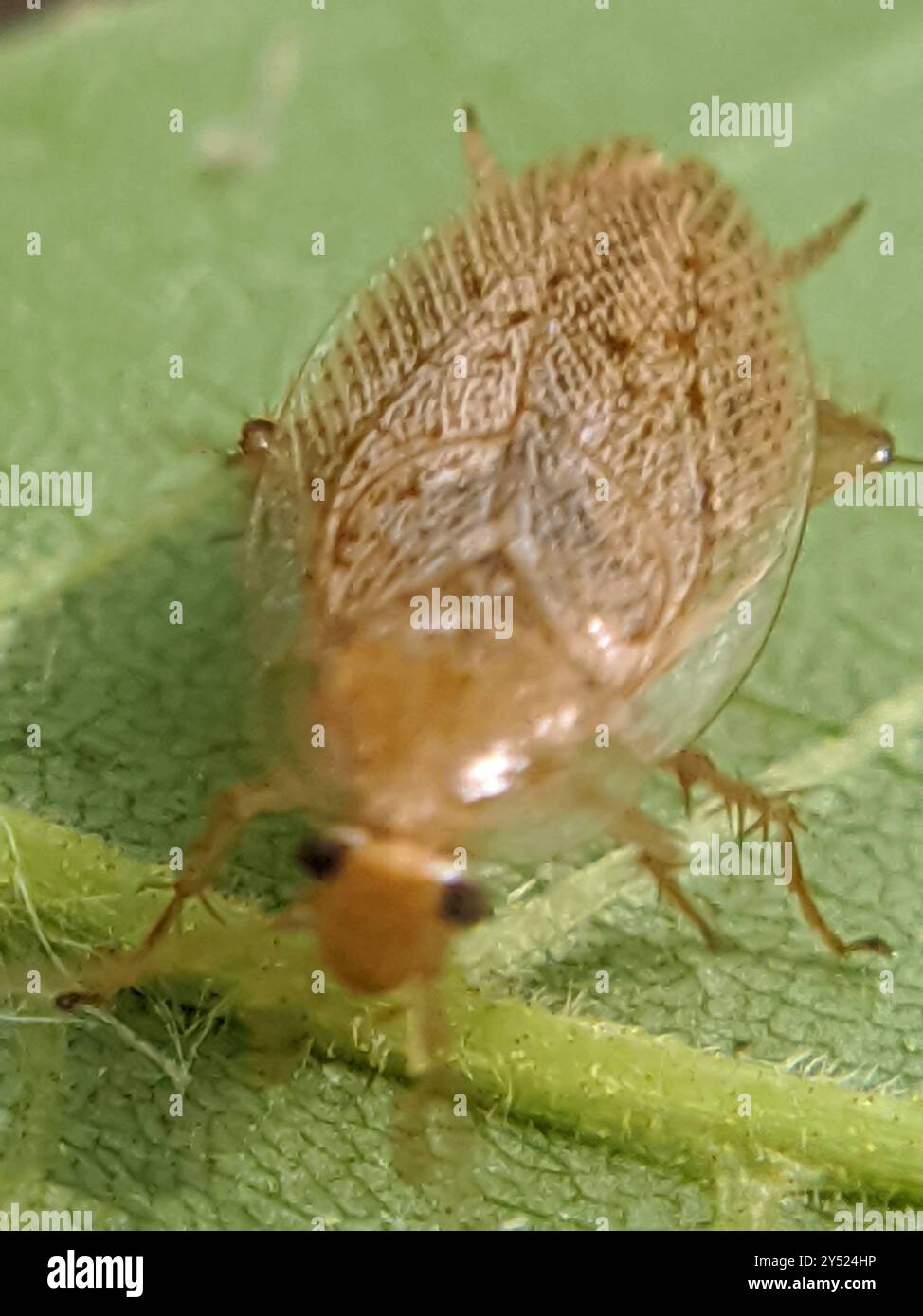 Tawny Cockroach (Ectobius pallidus) Insecta Stock Photo - Alamy