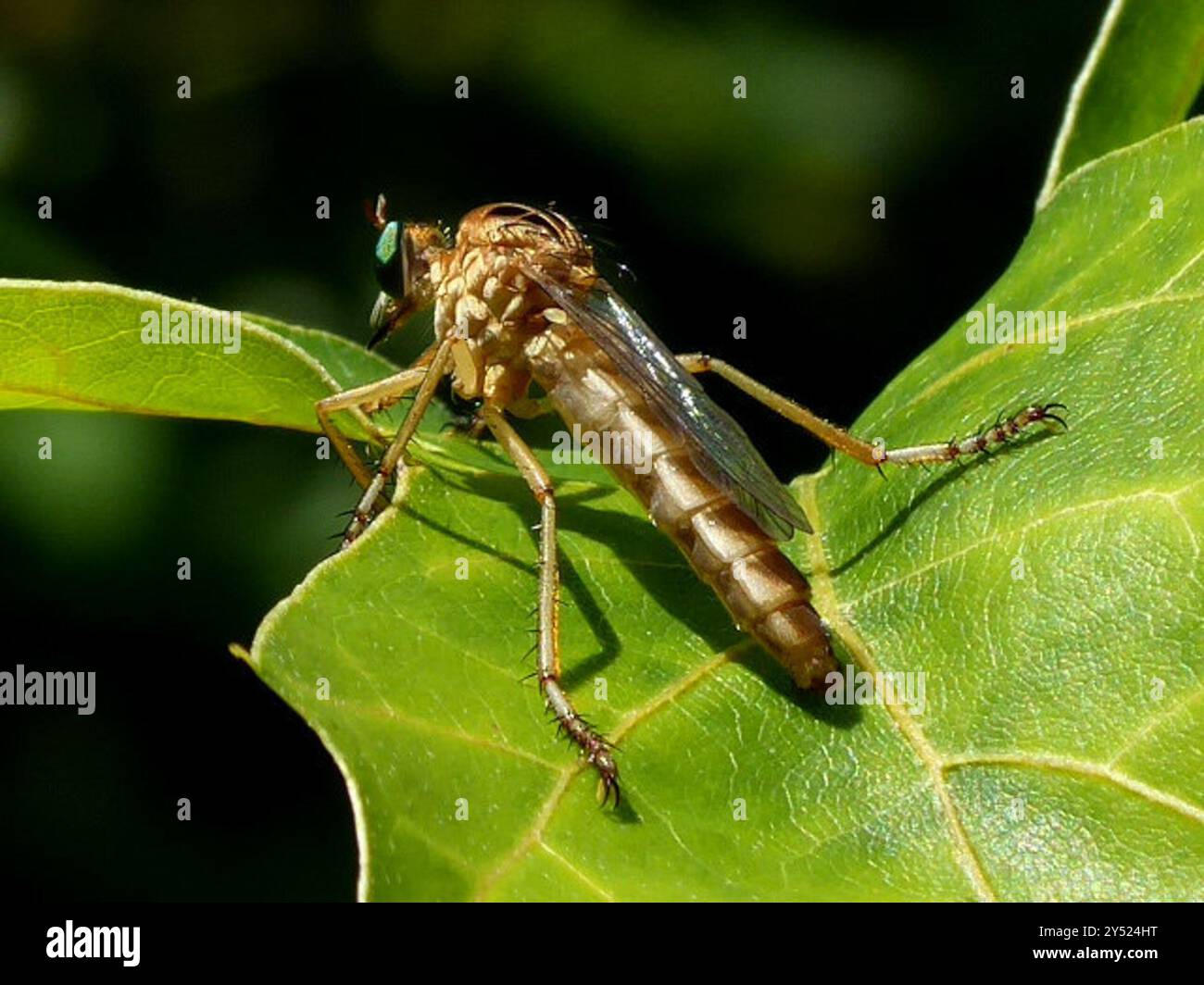 Little Hanging Thief (Diogmites misellus) Insecta Stock Photo - Alamy