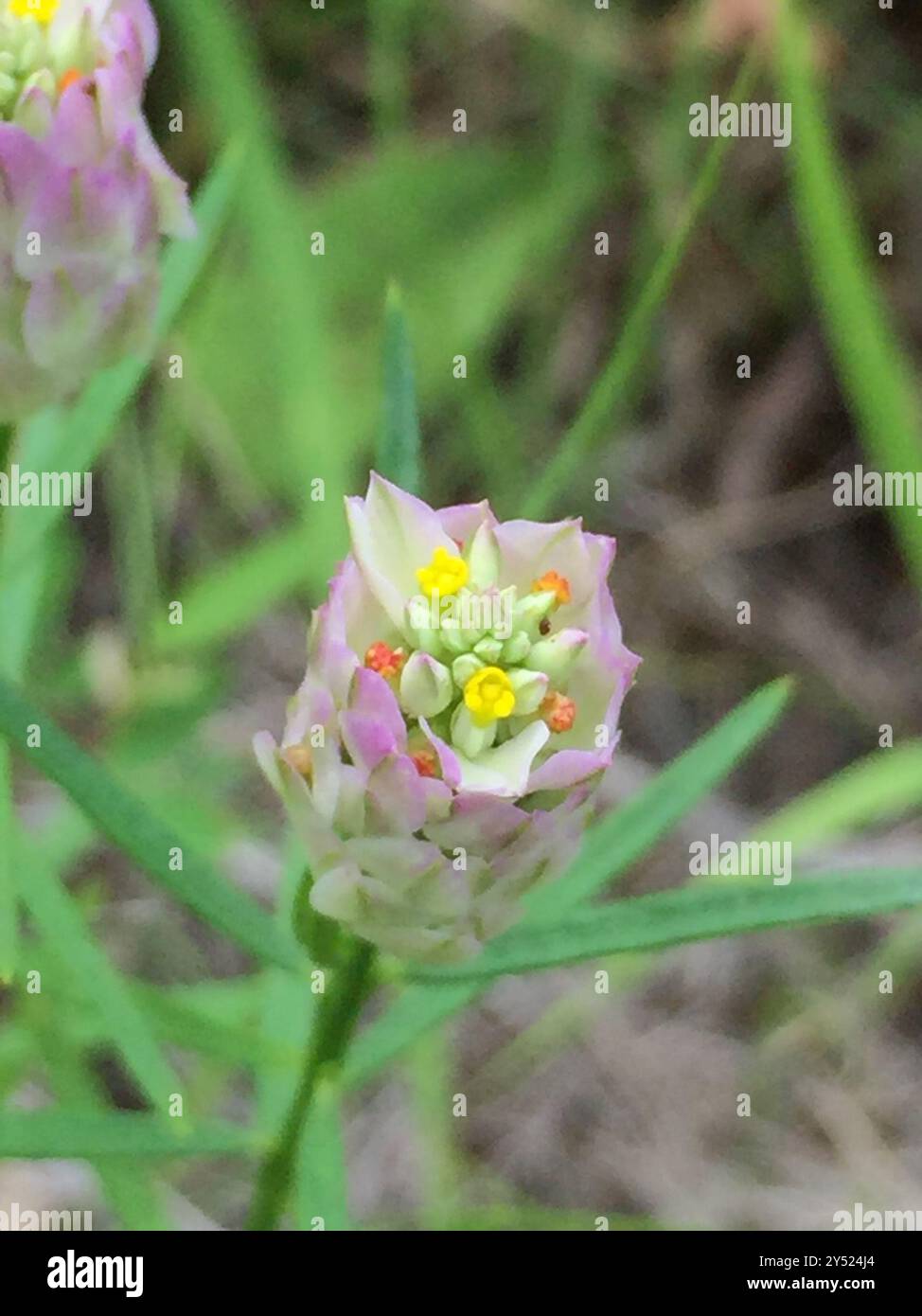 field milkwort (Senega sanguinea) Plantae Stock Photo - Alamy