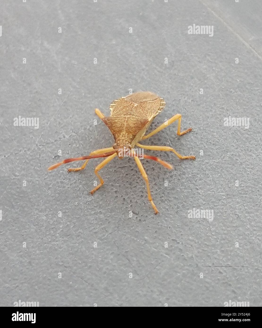 Box Bug (Gonocerus acuteangulatus) Insecta Stock Photo - Alamy