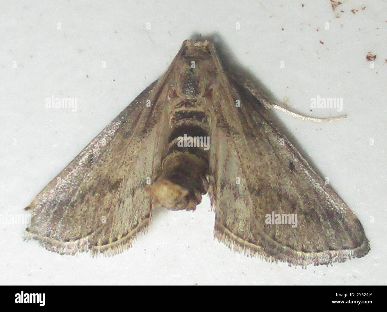 Butterflies and Moths (Lepidoptera) Insecta Stock Photo - Alamy