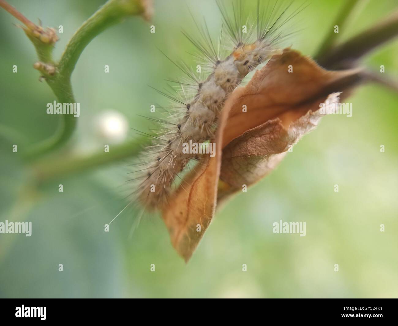 Fall Webworm Moth (Hyphantria cunea) Insecta Stock Photo - Alamy