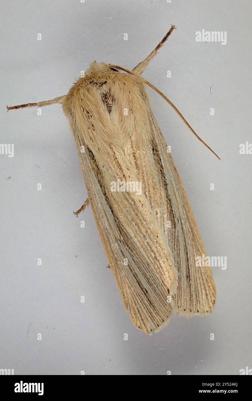 Common Wainscot (Mythimna pallens) Insecta Stock Photo - Alamy