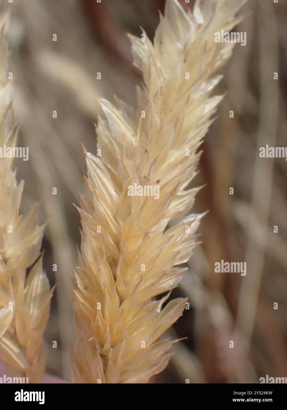 sweet vernal grass (Anthoxanthum odoratum) Plantae Stock Photo - Alamy