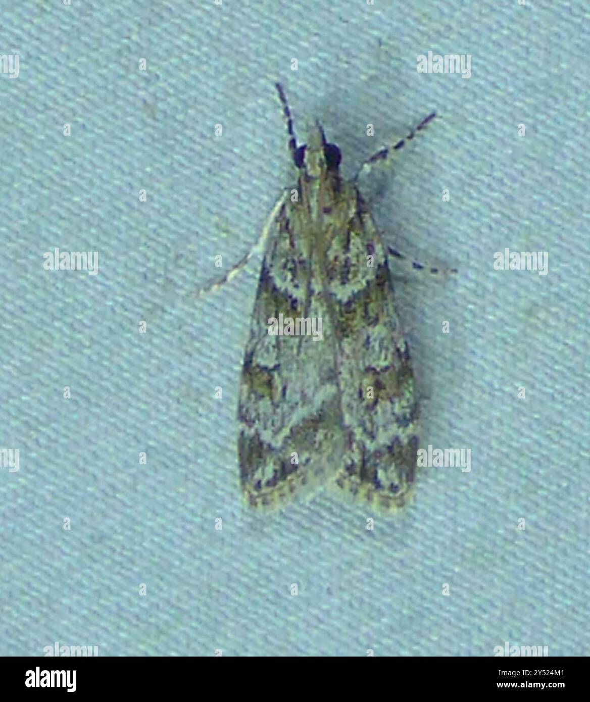 Double-striped Scoparia Moth (Scoparia biplagialis) Insecta Stock Photo ...