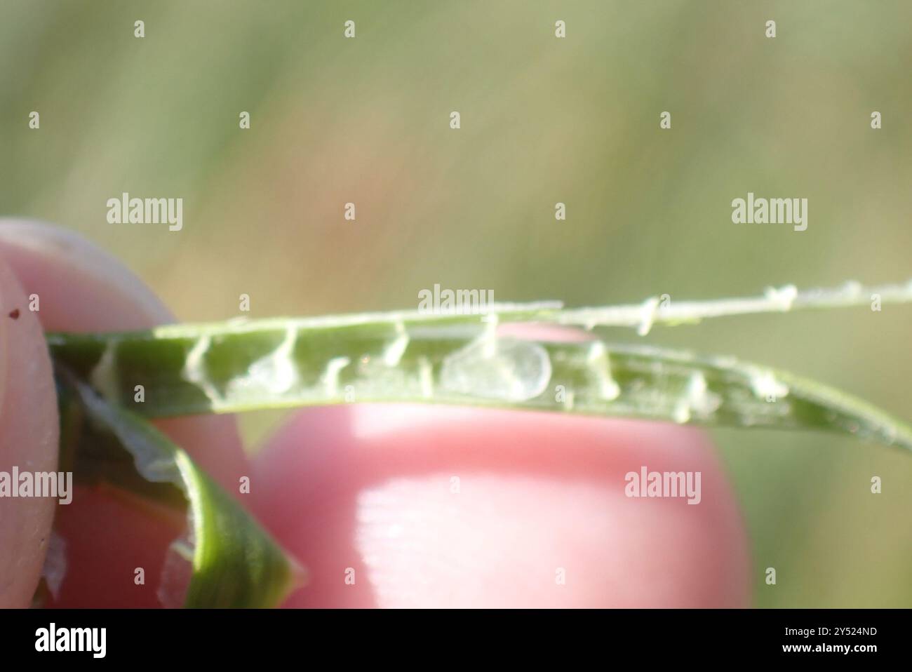 Sharp-flowered Rush (Juncus acutiflorus) Plantae Stock Photo - Alamy