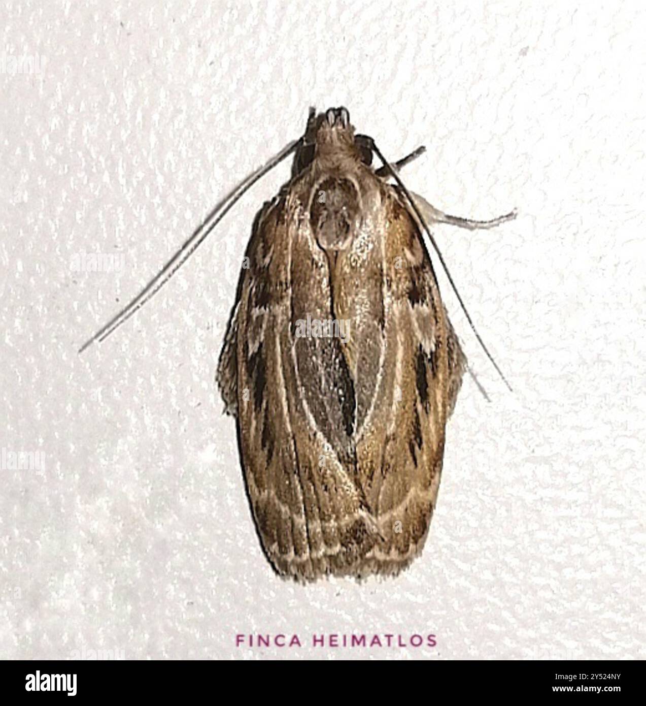 Stenomatinae hi-res stock photography and images - Alamy