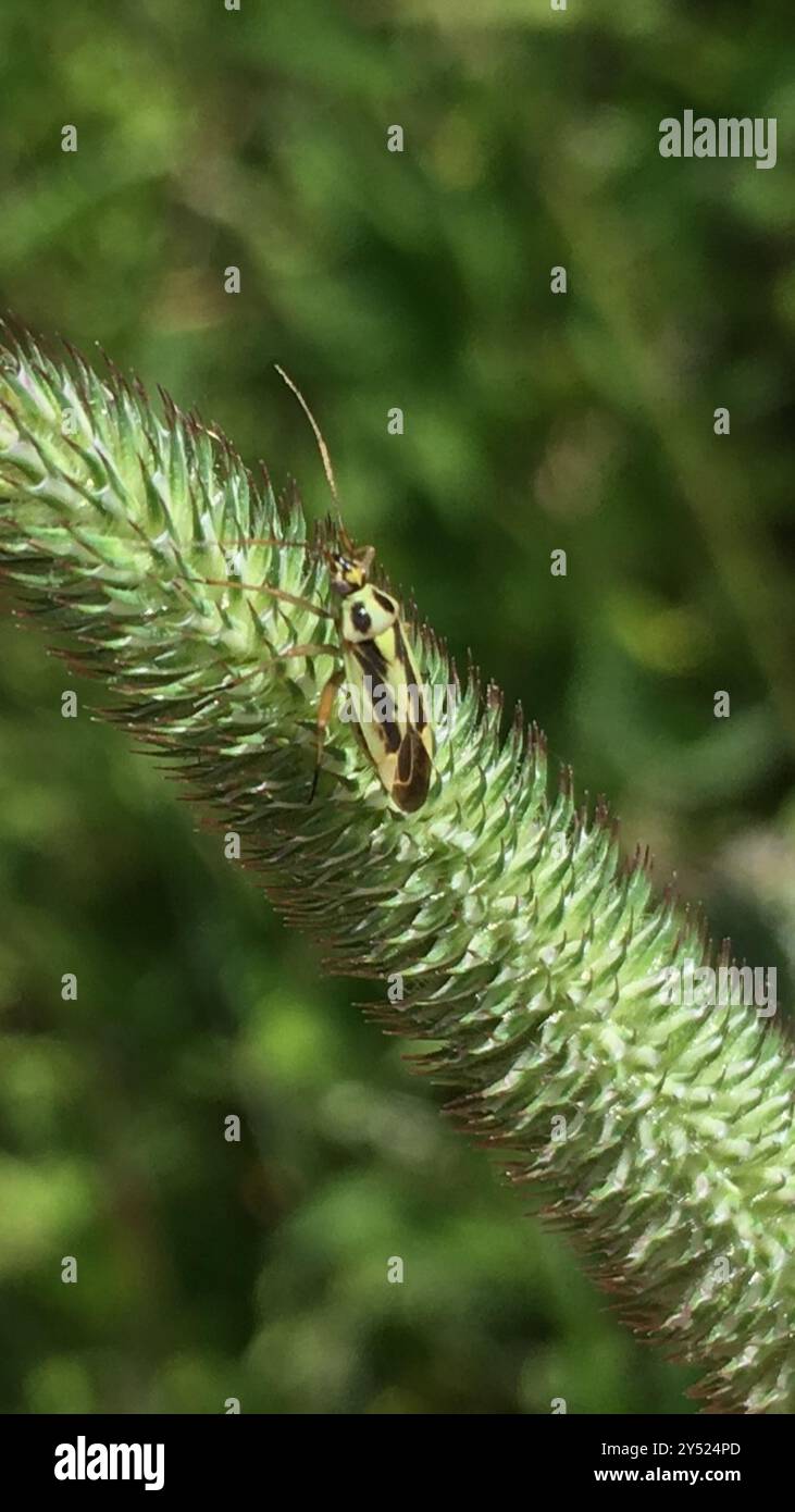 Two-spotted Grass Bug (Stenotus binotatus) Insecta Stock Photo - Alamy