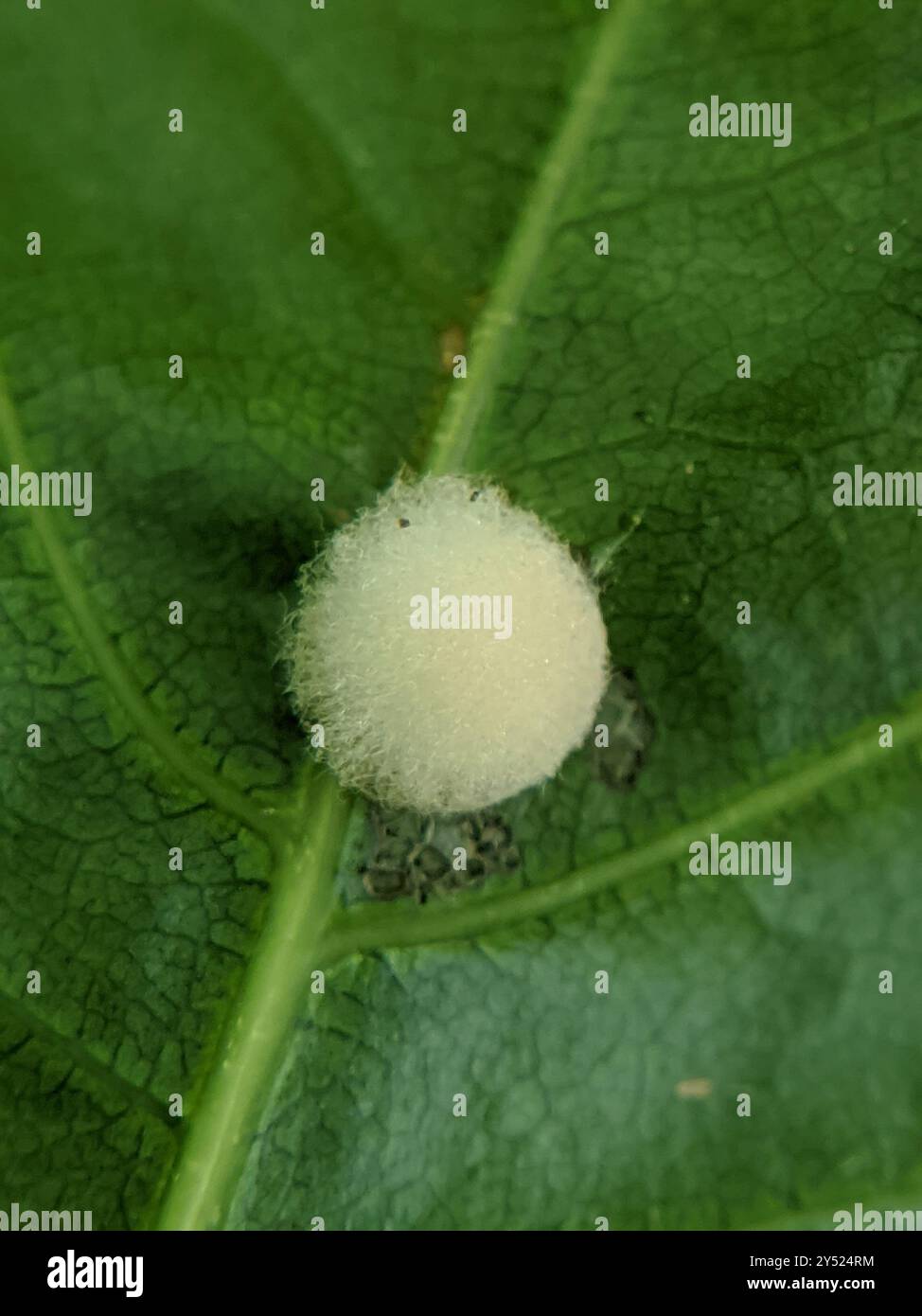 Woolly Oak Gall Wasp (Callirhytis lanata) Insecta Stock Photo - Alamy