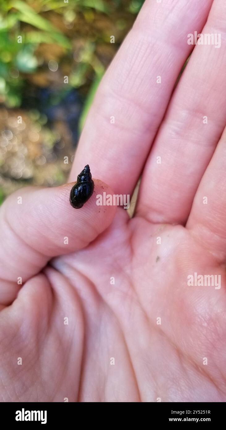 Pond Snails, Bladder Snails, and Allies (Lymnaeoidea) Mollusca Stock ...