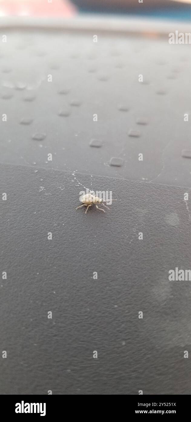 Imported Long-horned Weevil (Calomycterus setarius) Insecta Stock Photo ...