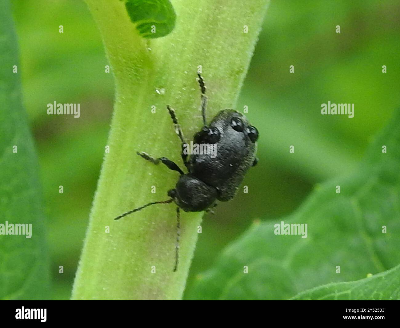 Western Grape Rootworm (Bromius obscurus) Insecta Stock Photo - Alamy