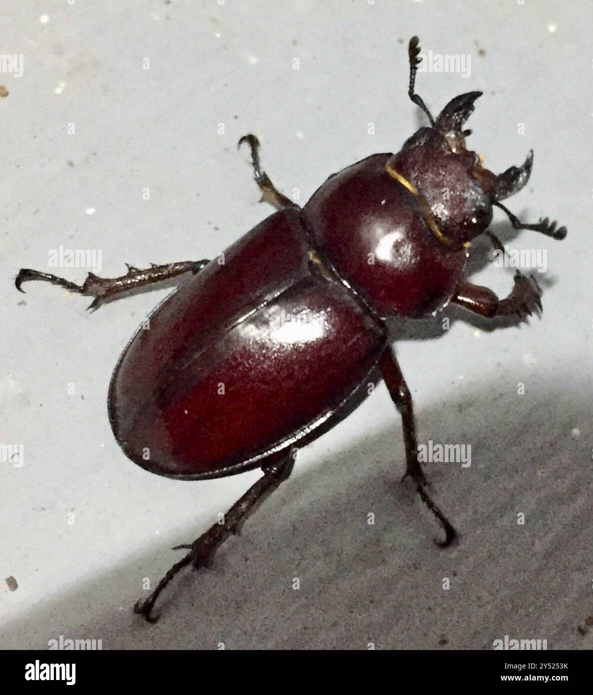 Giant Stag Beetle (Lucanus elaphus) Insecta Stock Photo - Alamy