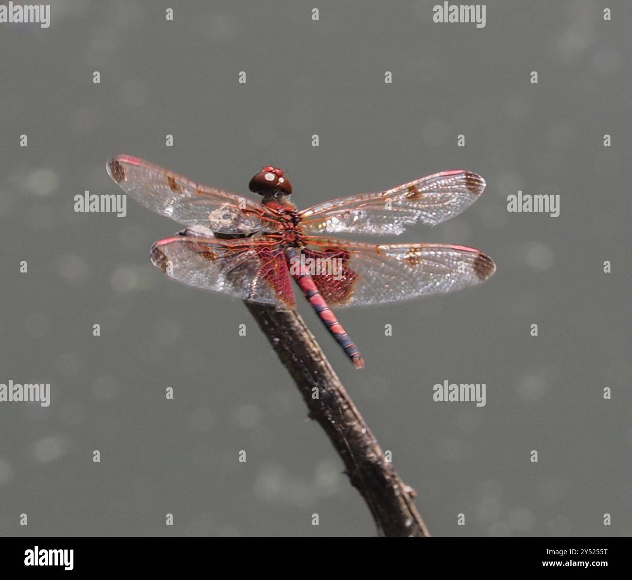 Calico Pennant (Celithemis elisa) Insecta Stock Photo - Alamy