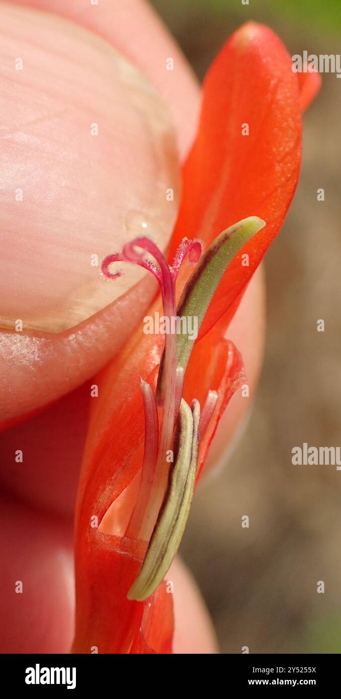 (Tritonia disticha disticha) Plantae Stock Photo - Alamy