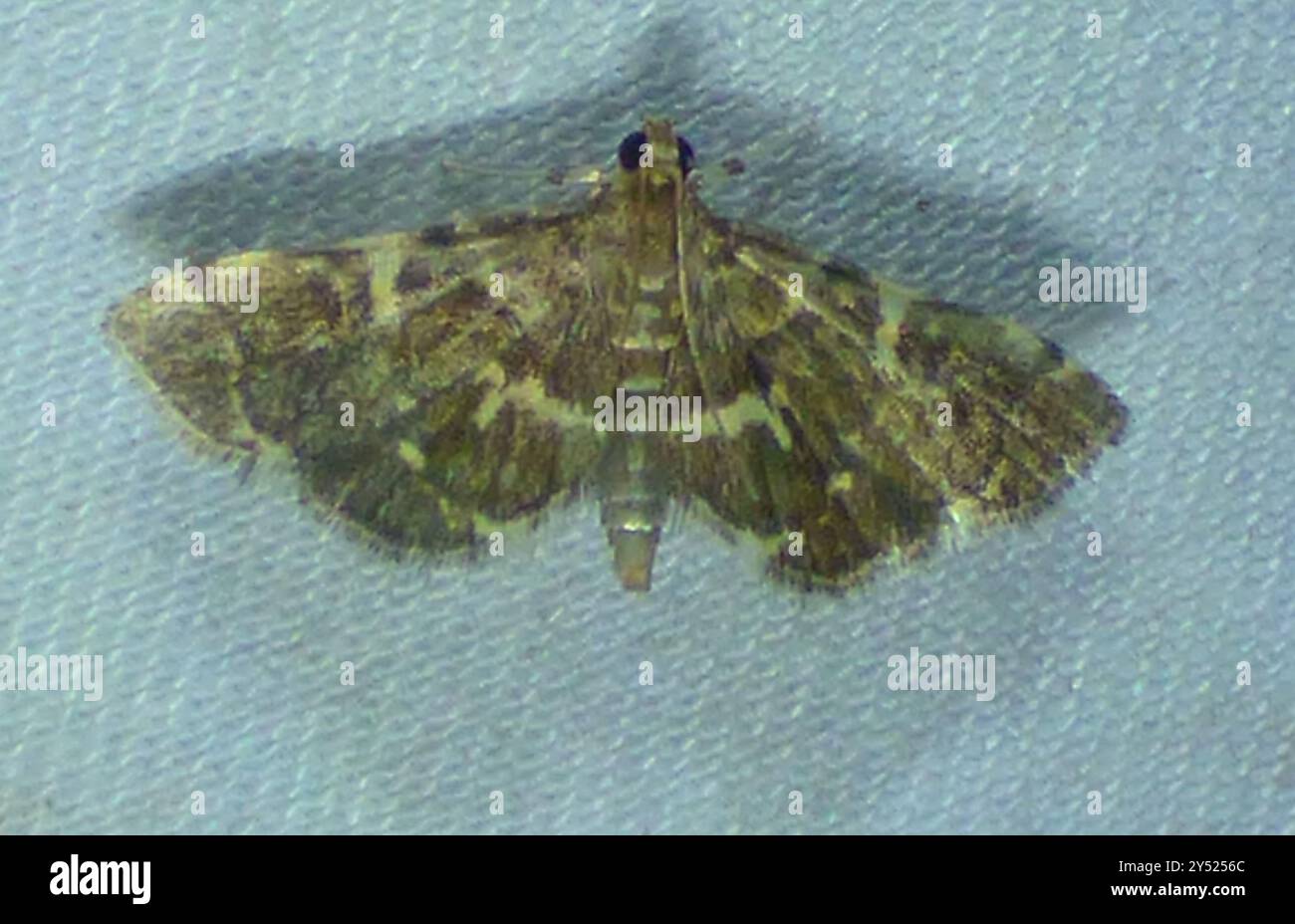 Yellow-spotted Webworm Moth (Anageshna primordialis) Insecta Stock ...